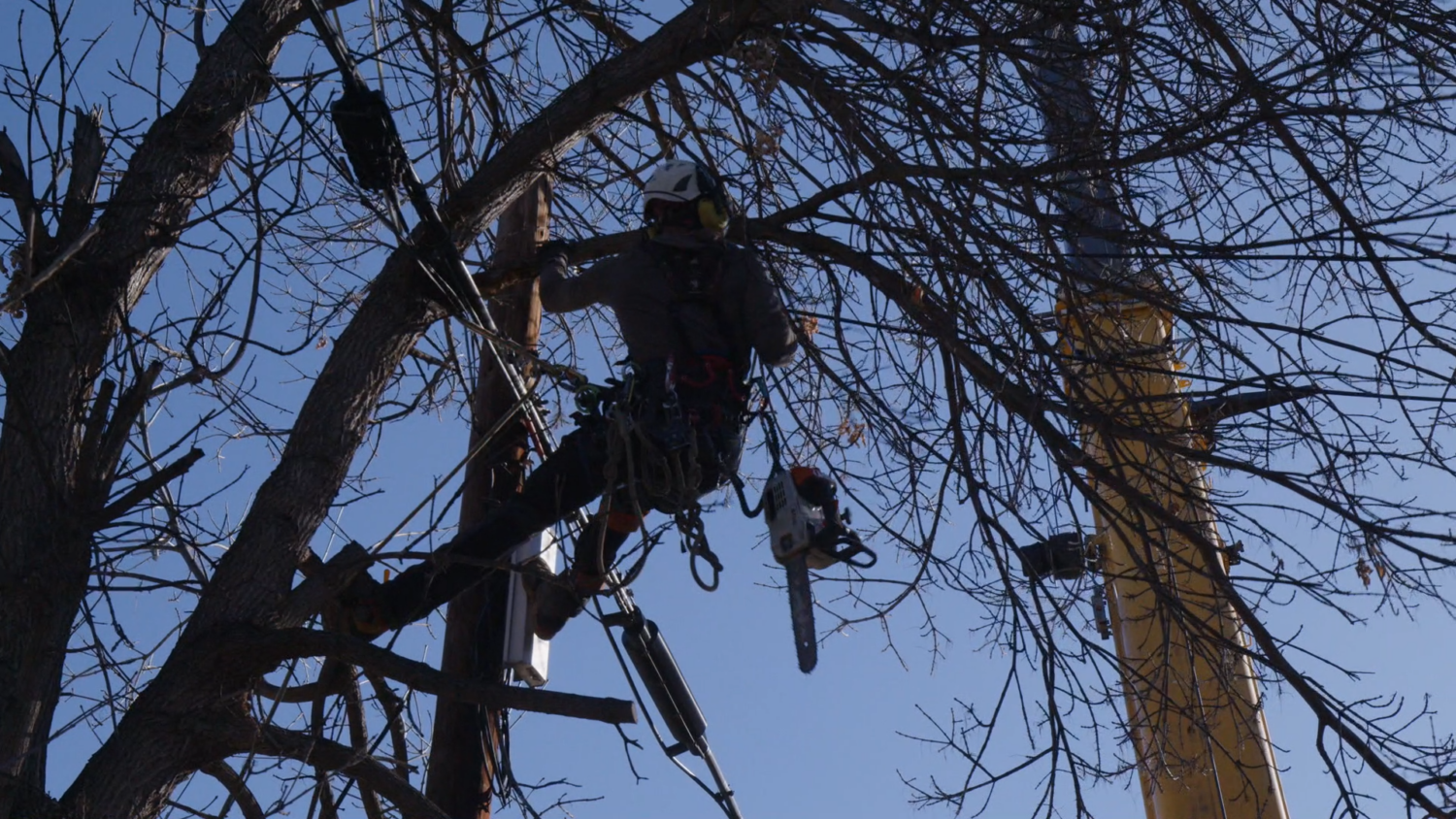 Fine Tree Service - Experienced, Educated, and Certified